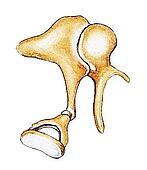 Stock Illustration of Auditory Ossicles (Left Medial View) Unlabeled ...
