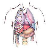 Location of Liver Unlabeled Stock Illustration | 9960d_hr | Fotosearch